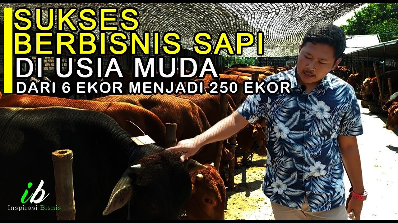 USAHA SAPI SUKSES di Usia Muda "dari 6 Ekor Menjadi 250 ekor sapi - YouTube
