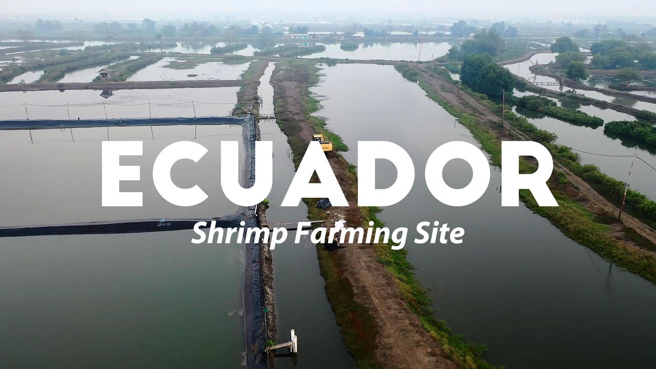Ecuador shrimp farming site||RUNEON II bile acids on shrimp growth and ...