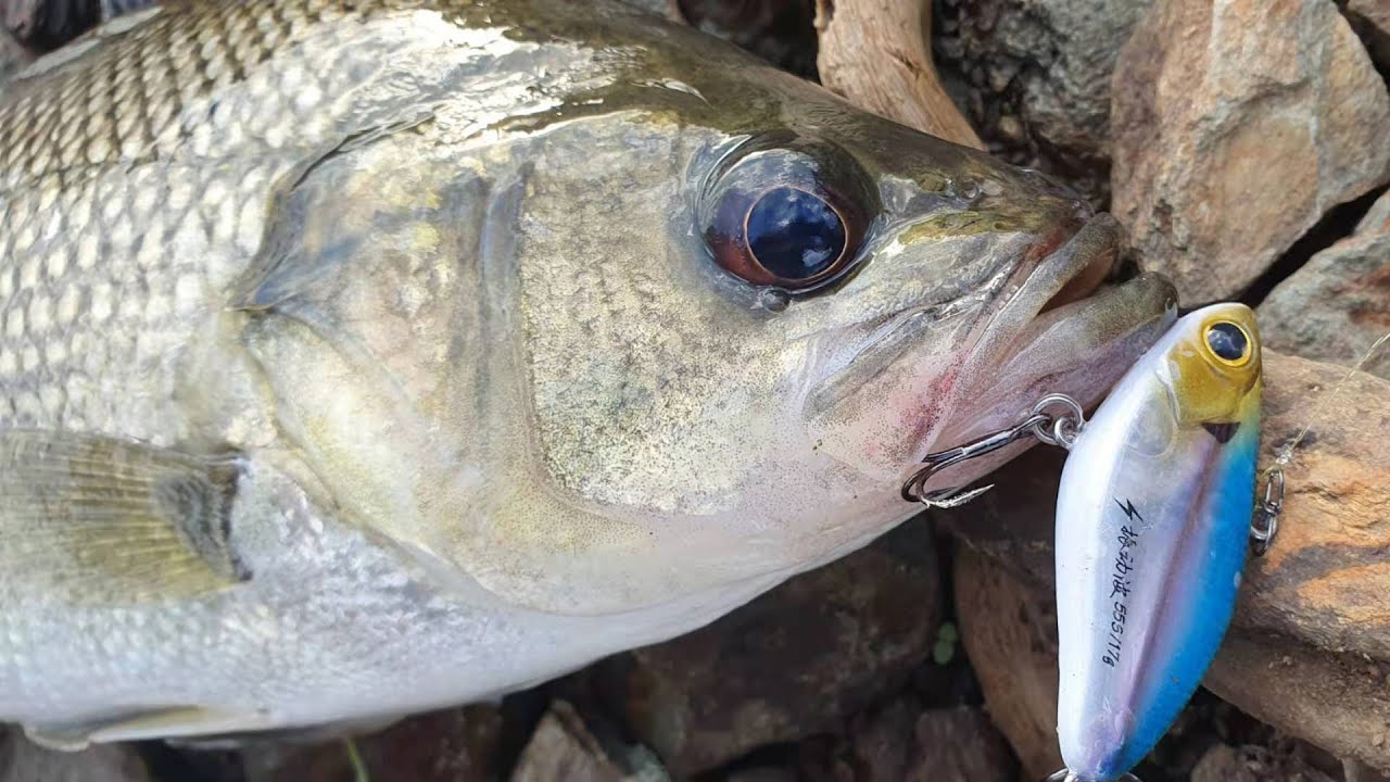 Australian bass on vibe lures - YouTube