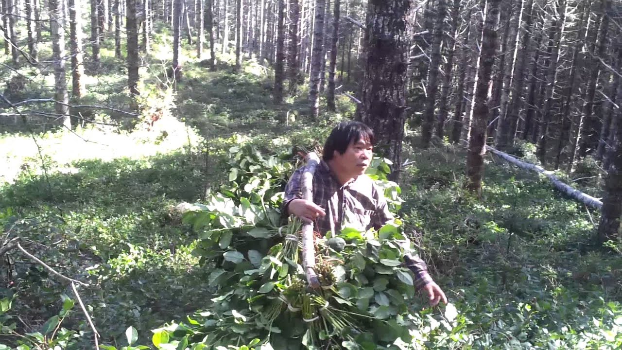 picking salal leaves - YouTube