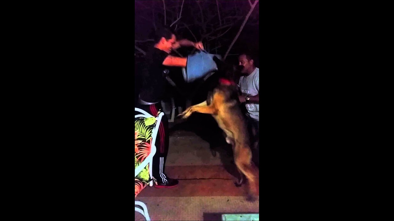 belgian malinois training attack 2014 Amazing dog - YouTube