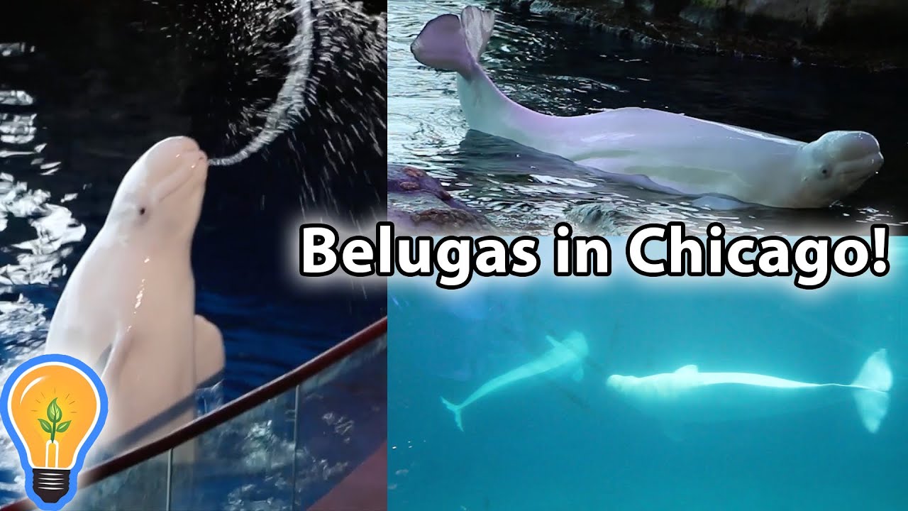 Discovering Beluga Whales Up Close at Shedd Aquarium - YouTube