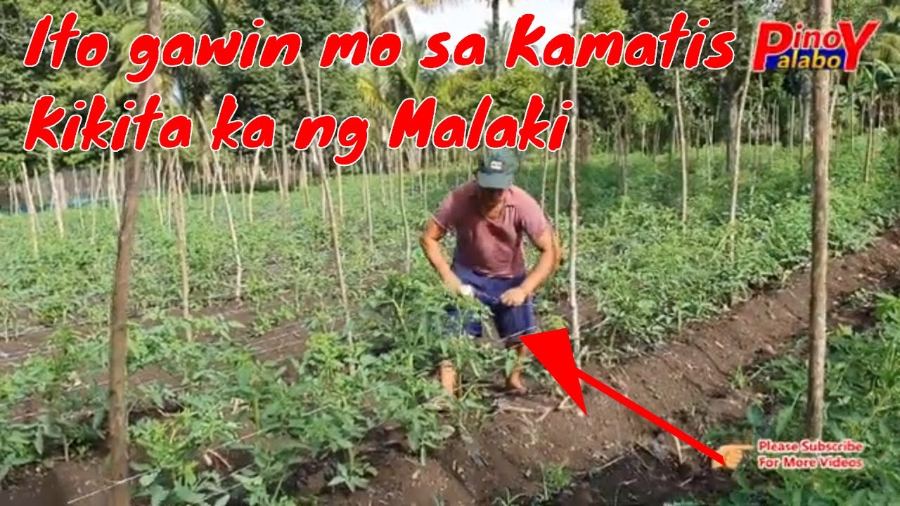 DAPAT mong GAWIN sa PAGTANIM ng KAMATIS - Tomato Farming - YouTube