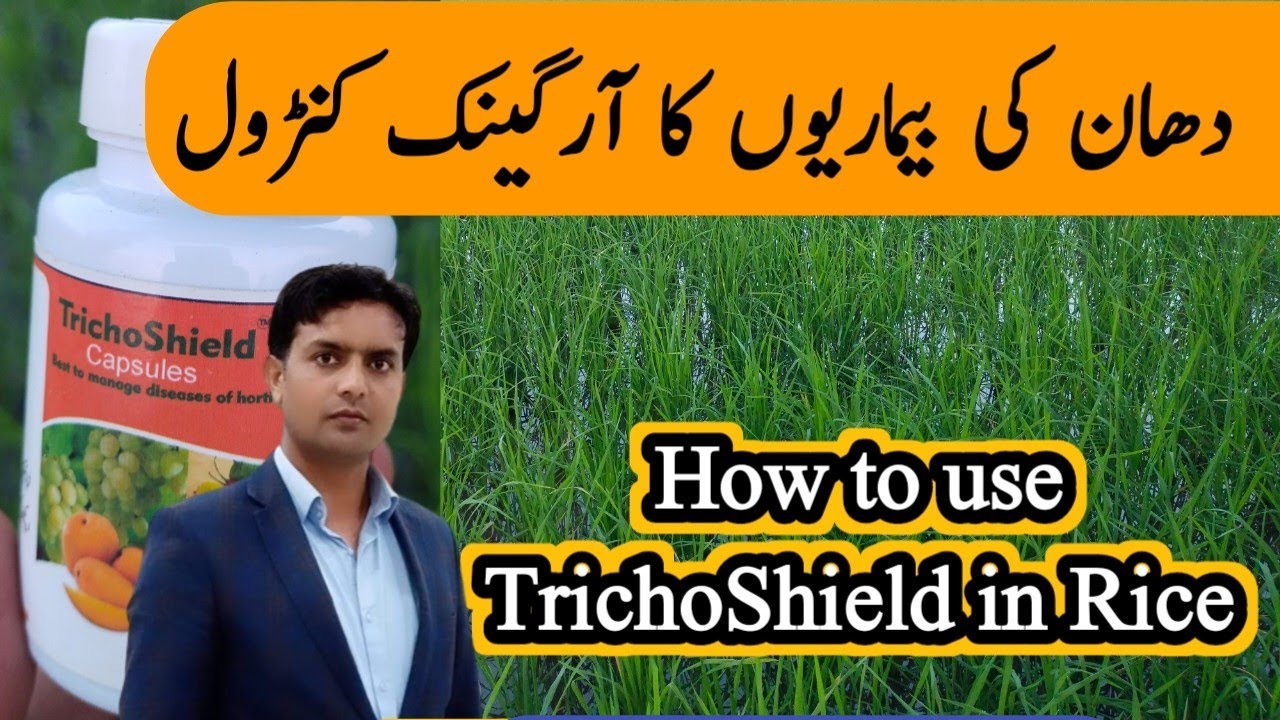 How to use TrichoShield capsules in rice crop |Control of Rice Diseases ...