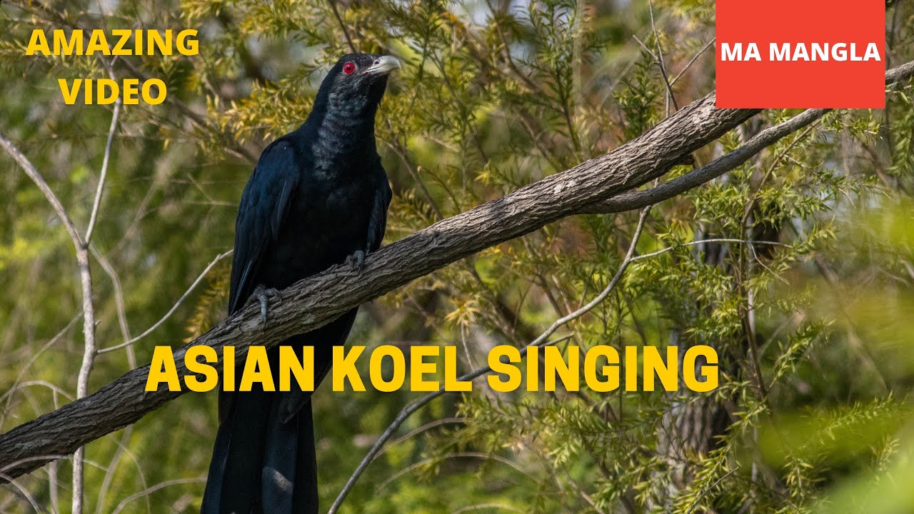 ASIAN KOEL SINGING | KOEL VOICE | MA MANGLA - YouTube
