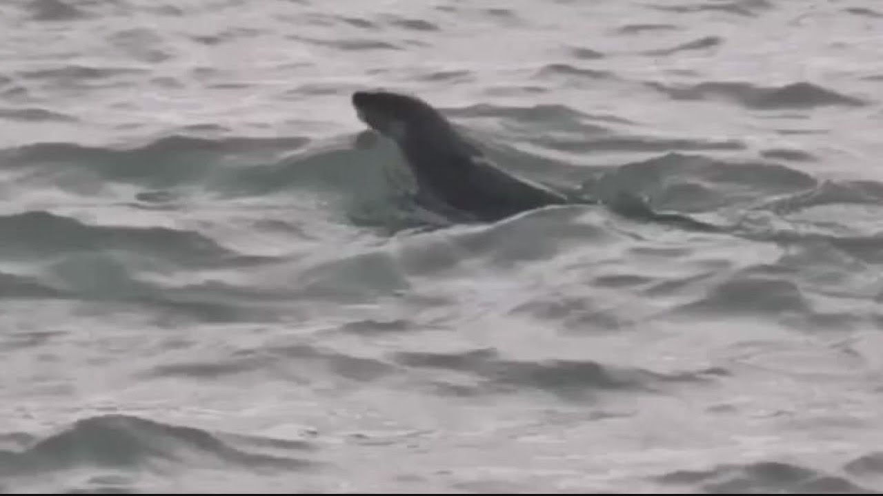 Video captures 1st otter documented in Detroit River for 100 years ...