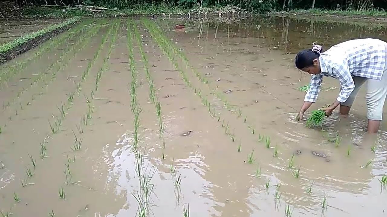 Proses Penanaman Padi PIM 01 dengan jajar legowo 2:1 - YouTube