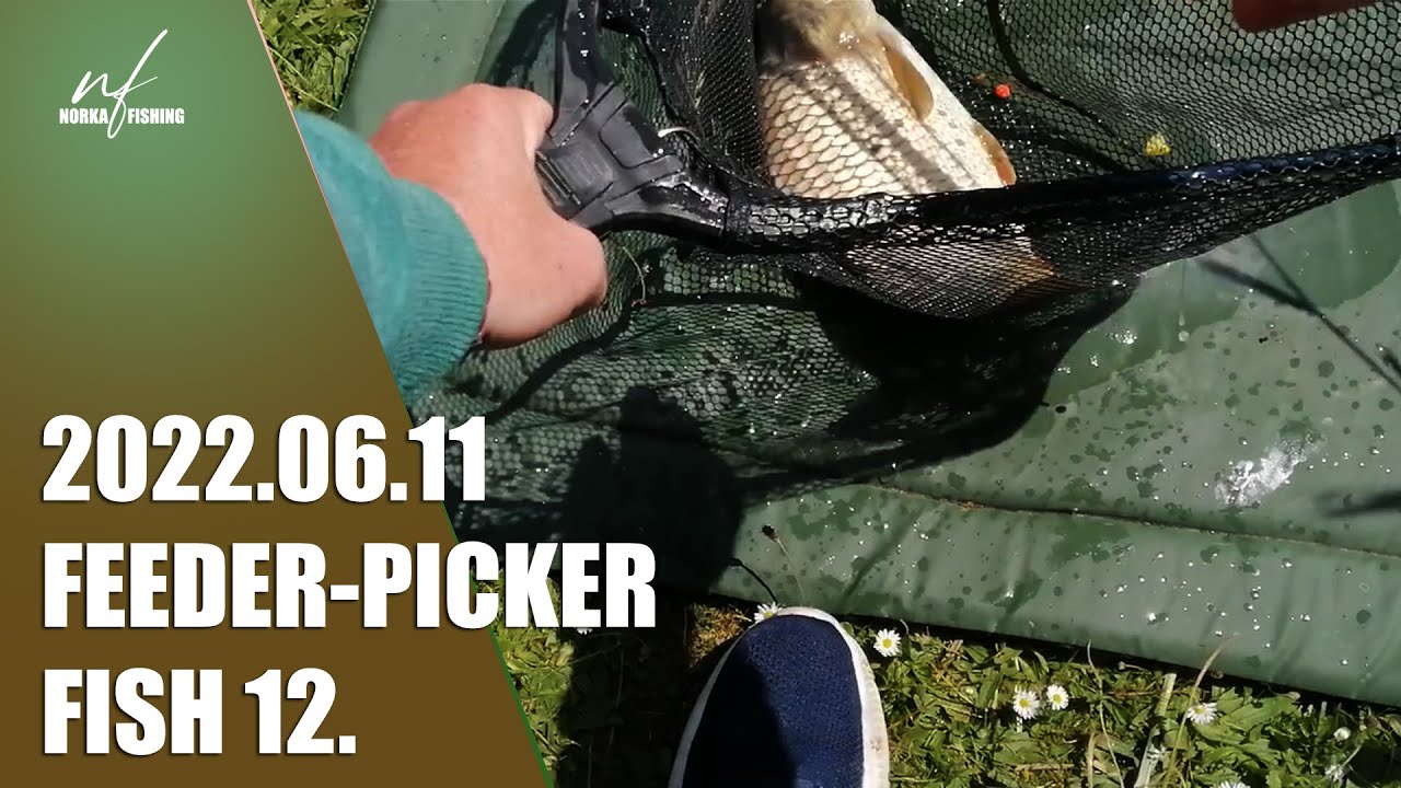 FEEDER FISHING-PICKER FISH 12. 2022.06.11 - YouTube