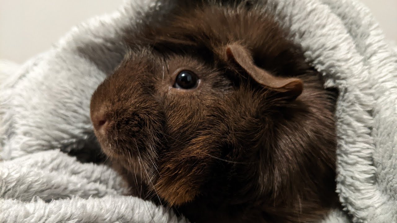 Super Cute Scruffy Guinea Pig - YouTube