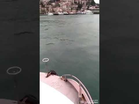 istanbul ve ahmet kaya