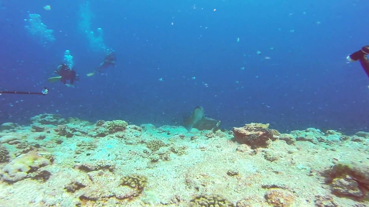 Dive site in Palau - New Drop Off - YouTube