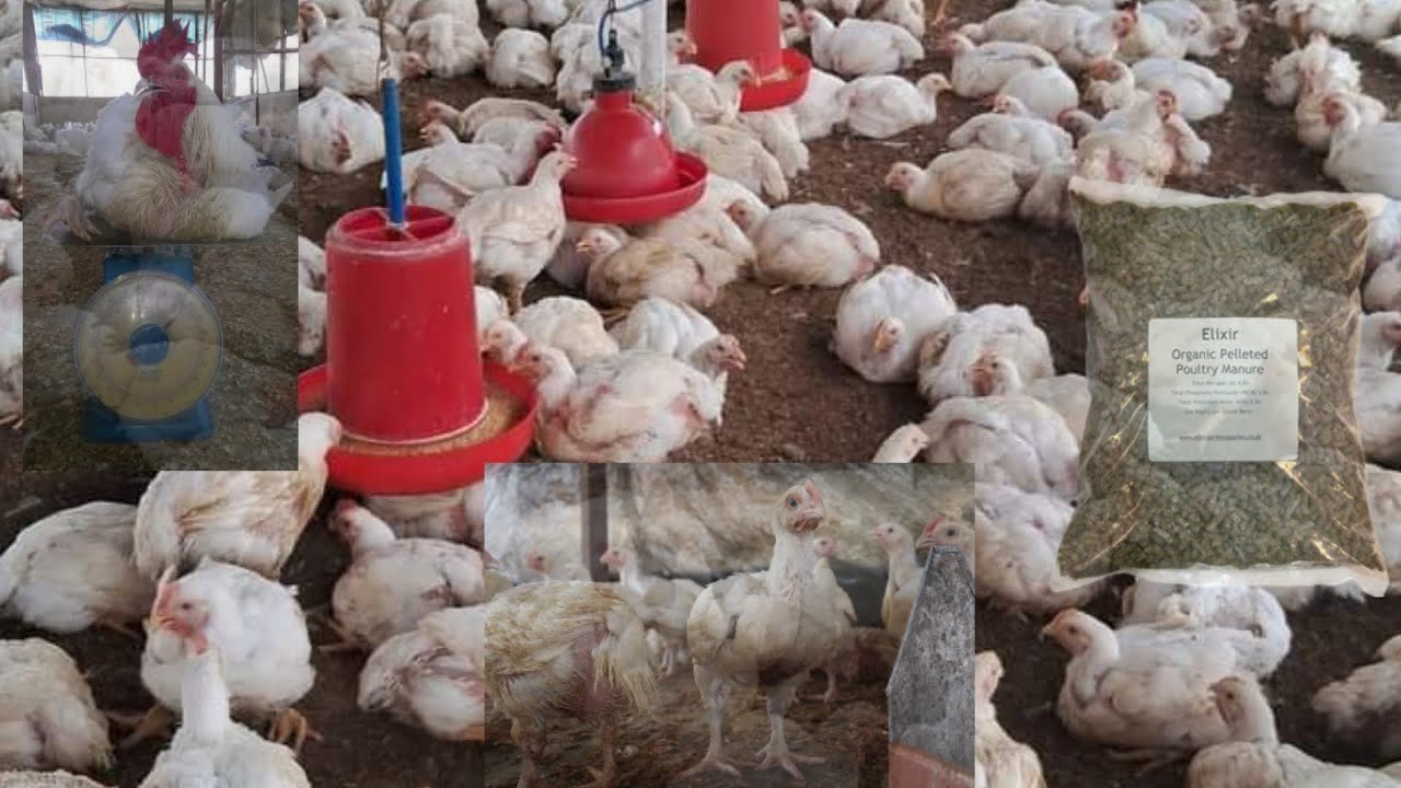 How to reduce cost in poultry farming when prices of feed and cost of ...