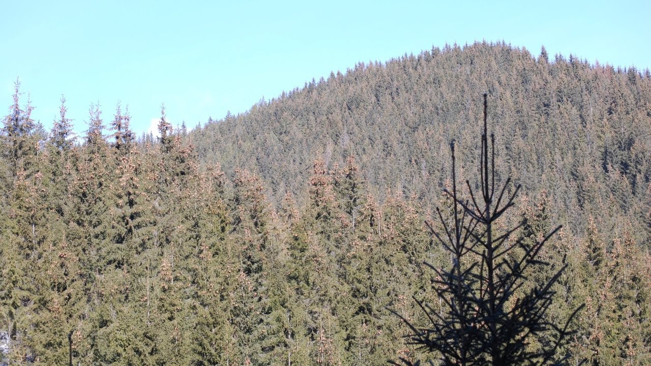 Mindfulness Exercise 25 minutes |1548| Wind | Relieve Stress and ...