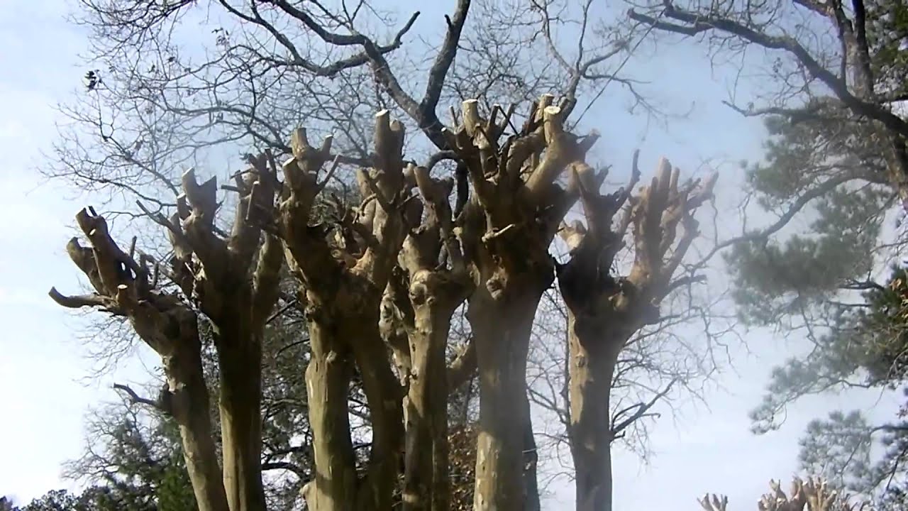 Crape Myrtle Murder in Spring TX! - YouTube