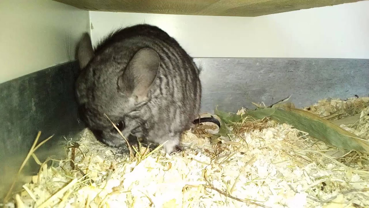 Csincsilla szülés közben :), Chinchilla aan het bevallen :), Chinchilla ...