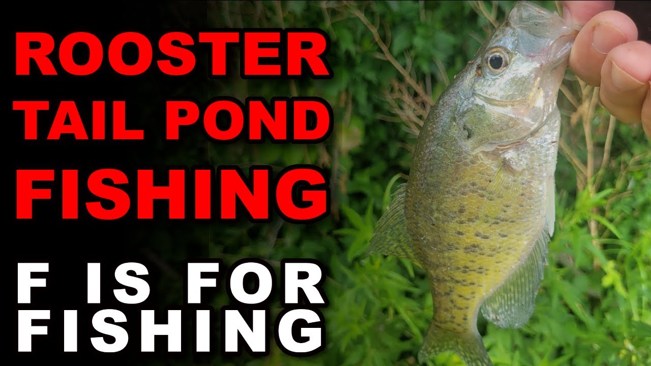 Rooster Tail Pond Fishing - YouTube