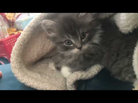 Shadow kittens morning routine maine coon