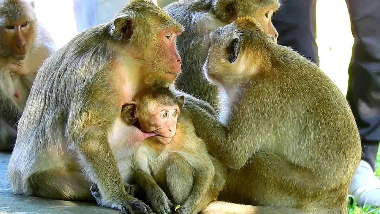 Popeye Looks Very Tired And Sleepy With Baby Polino, Popeye Loves Baby ...