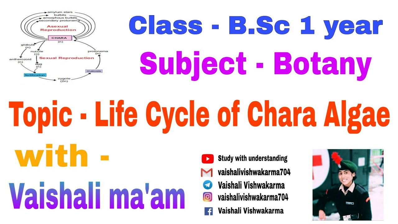 Life Cycle of Chara Algae - YouTube