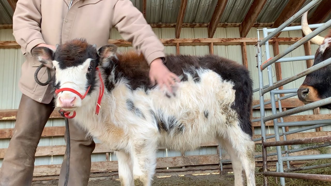 Calamity The Wild Beefalo Ep 4 - YouTube