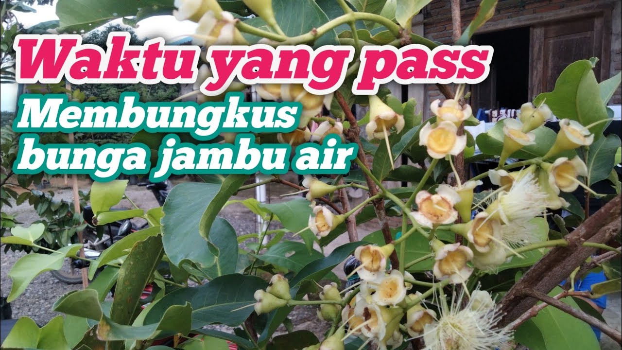 Waktu yang tepat untuk melakukan pembungkusan bunga jambu air # ...