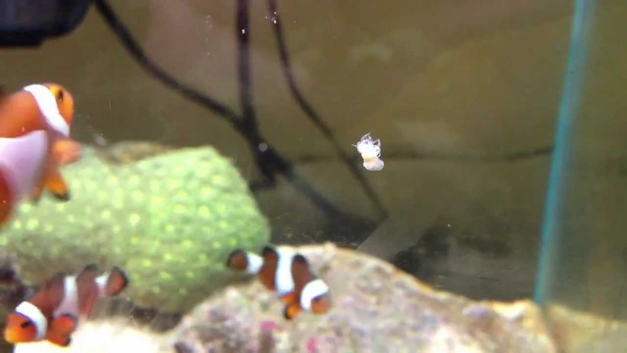 Baby Anemone shows up ! - YouTube