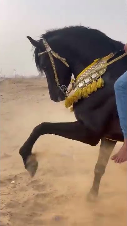 صهيل الخيل الادهم 🐎🤩 خيل السعودية Youtube