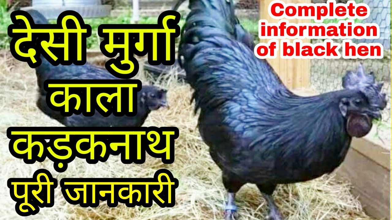 देसी मुर्गा काला कड़कनाथ की पूरी जानकारी ! Complete information of ...