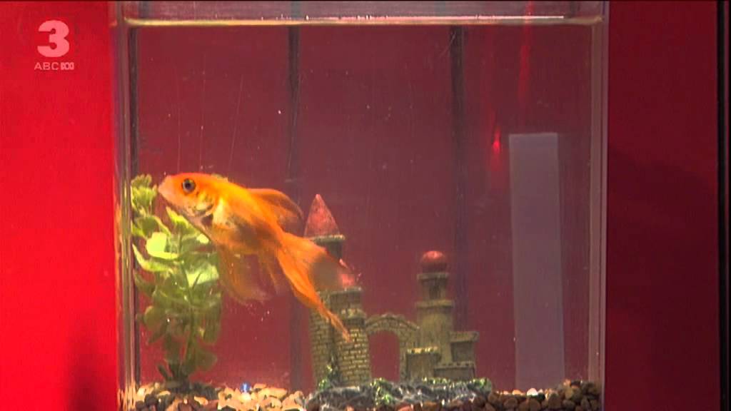 ABC3 | Studio 3: Bubbles Screenchat - YouTube