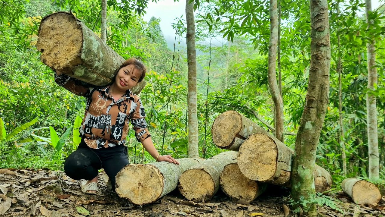 The process of going to the forest to collect firewood and repair the ...