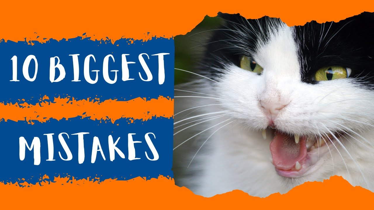 10 Biggest Mistakes Cat Owners Make - YouTube