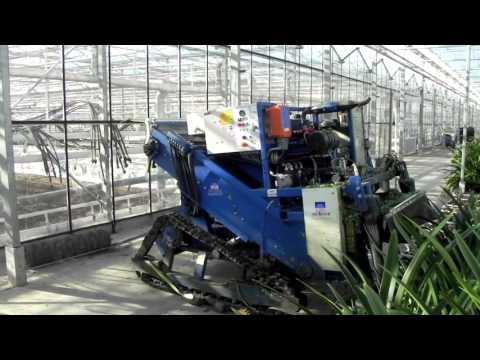 Amaryllis snipper machine | Klaas Quartel BV - YouTube