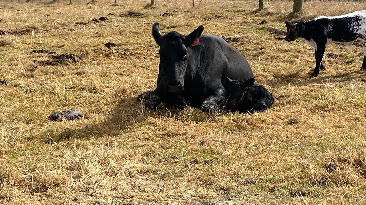 Easter weekend on the flower farm (Part 2: Tractors, crops, calves ...