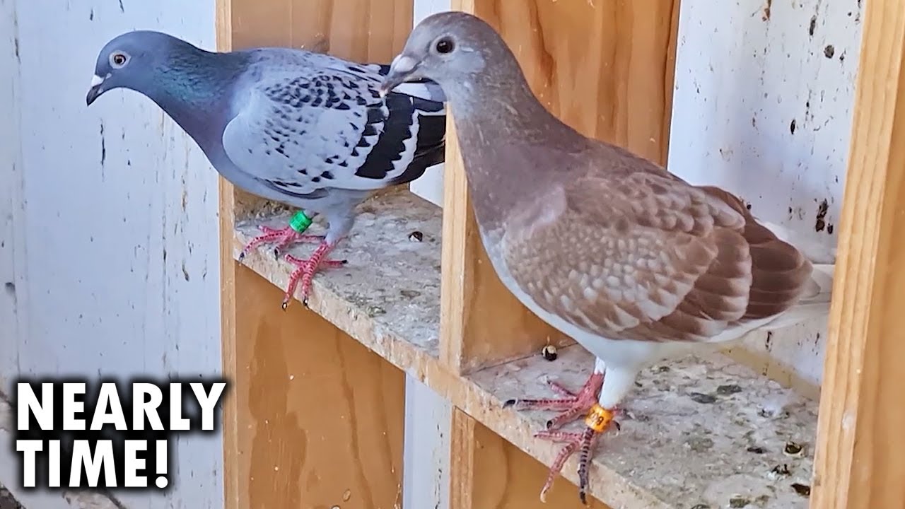 NO MORE EGGS Moving Pigeons - YouTube