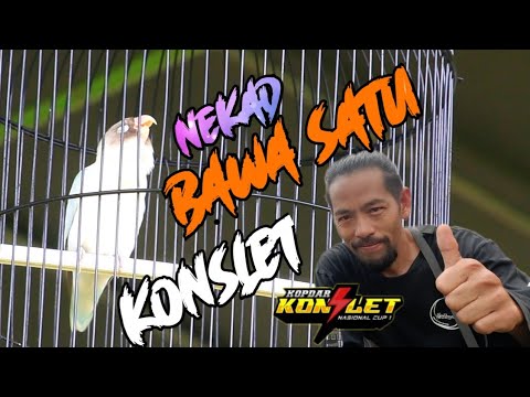 AKSI LOVEBIRD NANDA TEAM BBL BANJARMASIN MILIK USMAN DARLING DI ...