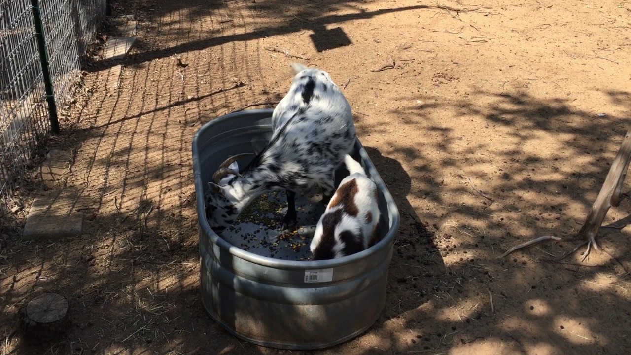 Baby Goat 5 weeks old - YouTube