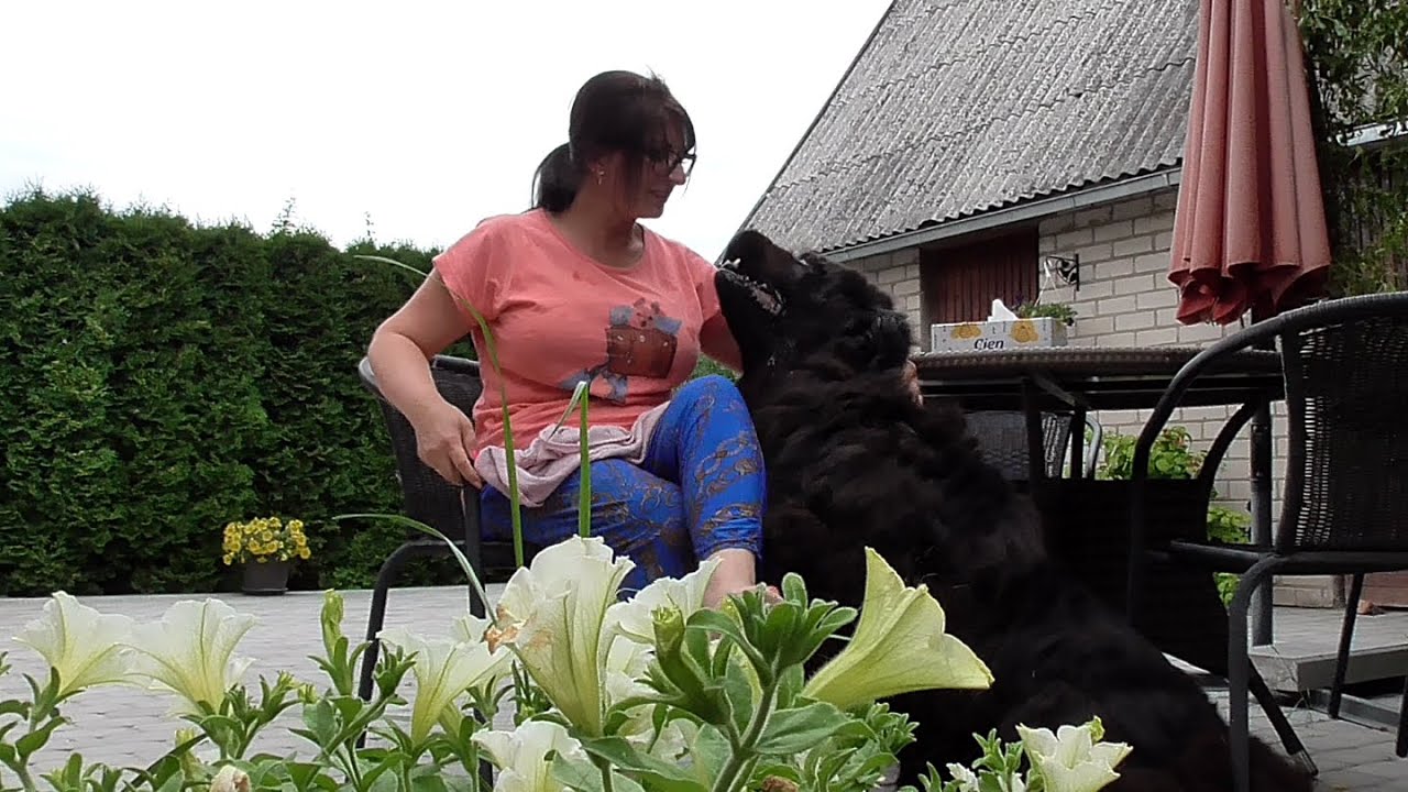 When My Newfoundland Demands Cuddles - YouTube