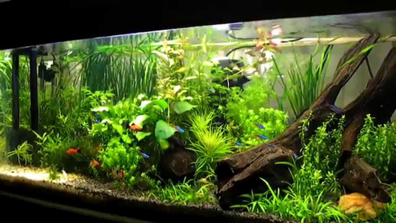 160l tank akwarium - YouTube