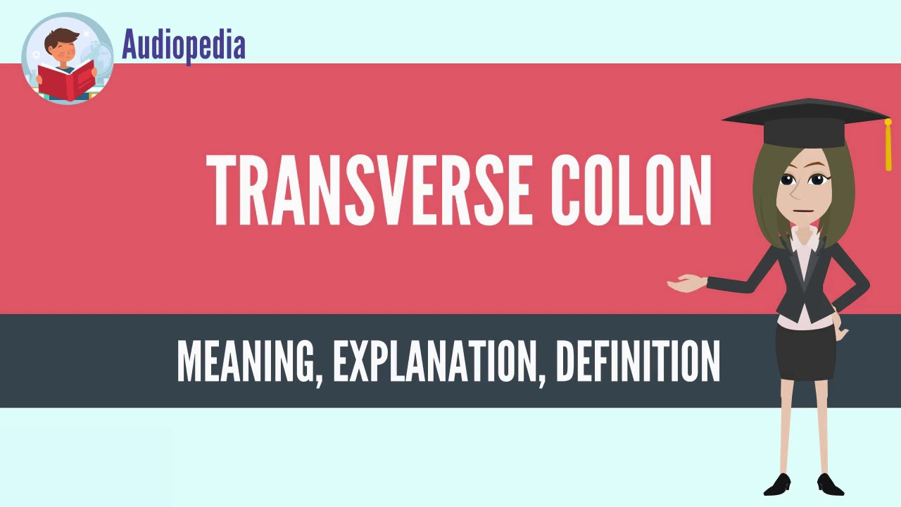 What Is TRANSVERSE COLON? TRANSVERSE COLON Definition & Meaning - YouTube