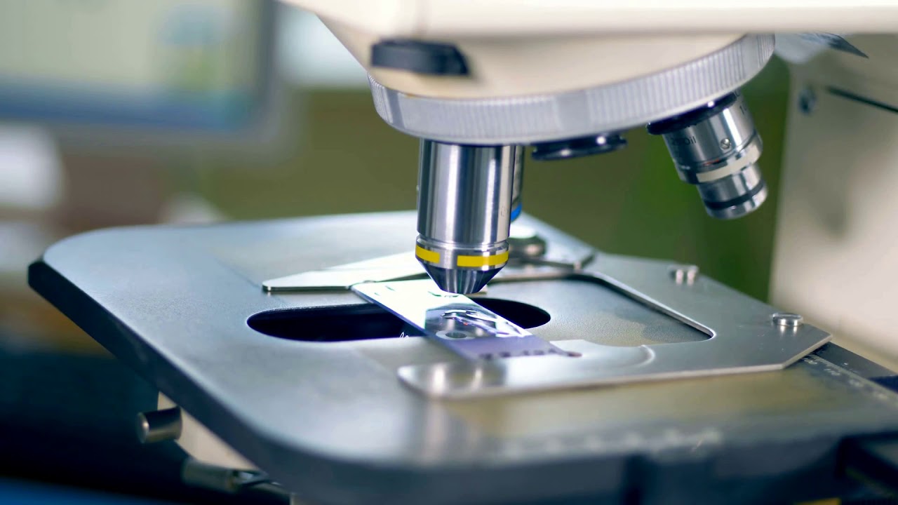 Microscopic Life at Macoun Marsh - YouTube