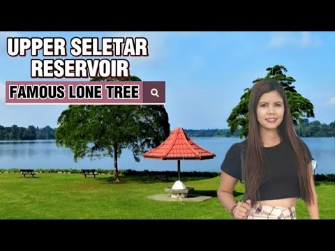Upper Seletar Reservoir | 'Ulu' Park with The Lone Tree & Rocket Tower ...