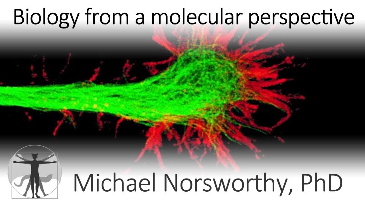 Biology from a molecular perspective - YouTube