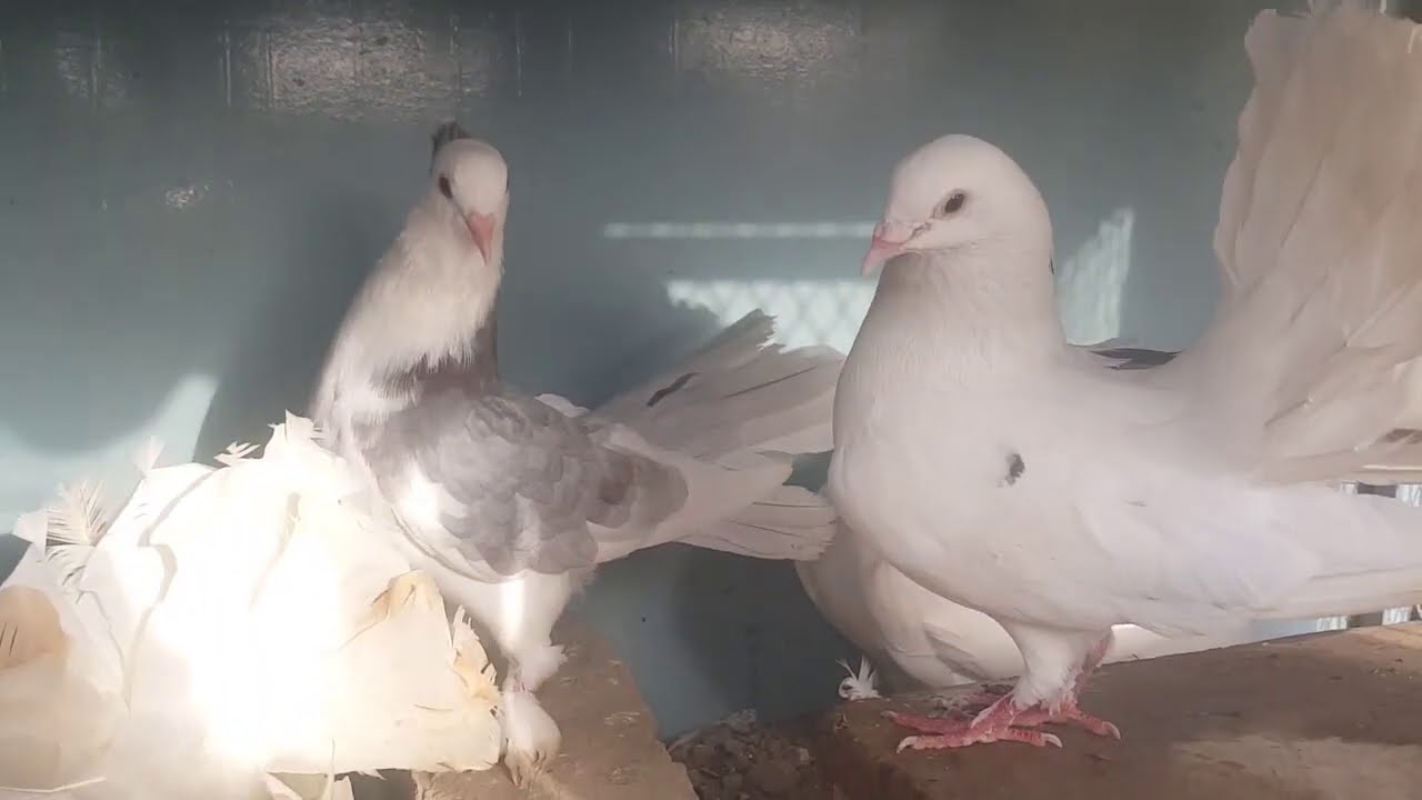 fancy kabootar videos My Village Life - YouTube