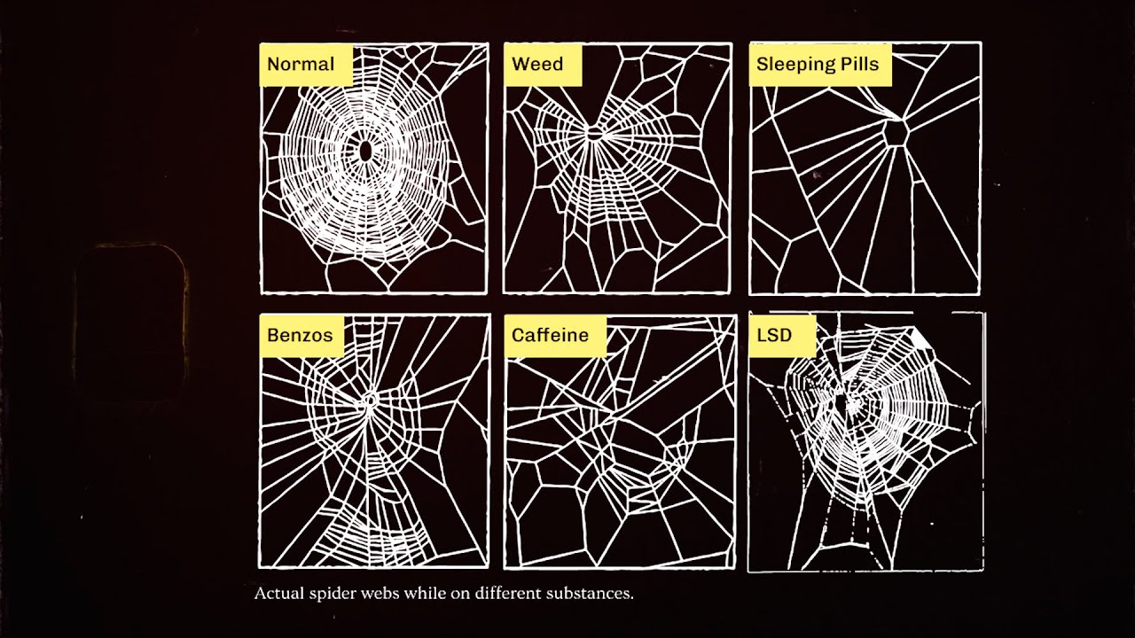 What happens when you give SPIDERS drugs? - YouTube