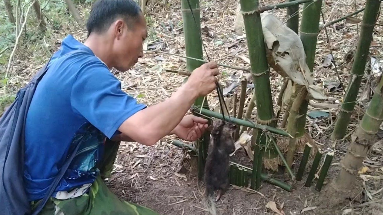 Timber trap to catch civet working well - YouTube