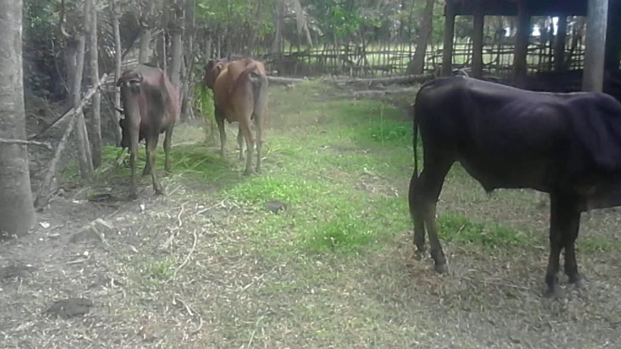 Bibit sapi aceh - YouTube