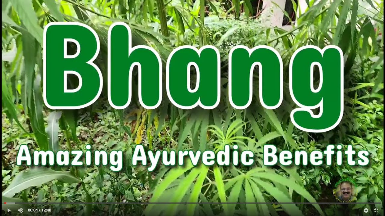 Bhang : Amazing Ayurvedic Benefits (English Version) - YouTube