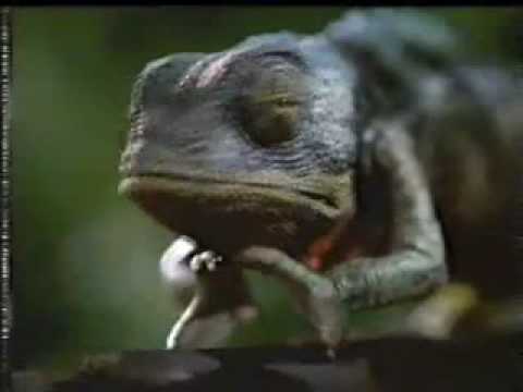 Budweiser Frogs Commercial You re One Sick Lizard - YouTube