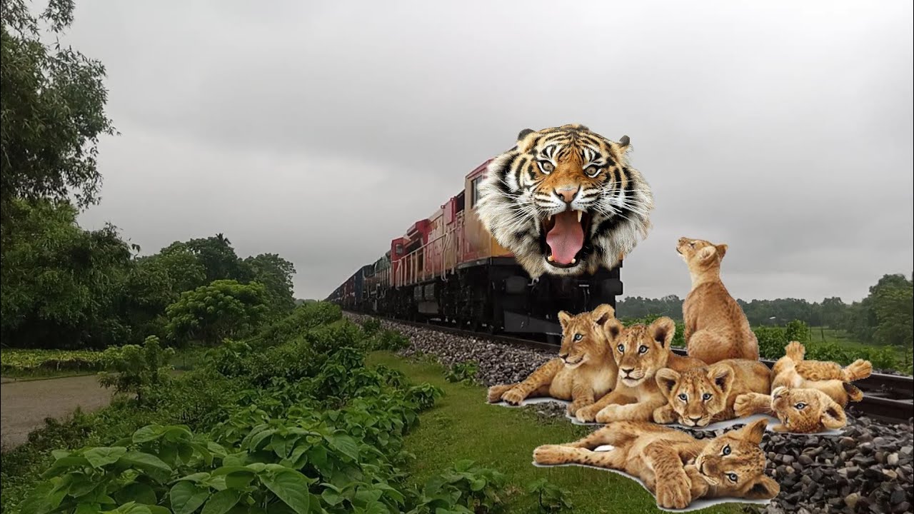 tiger train।dig train। - YouTube