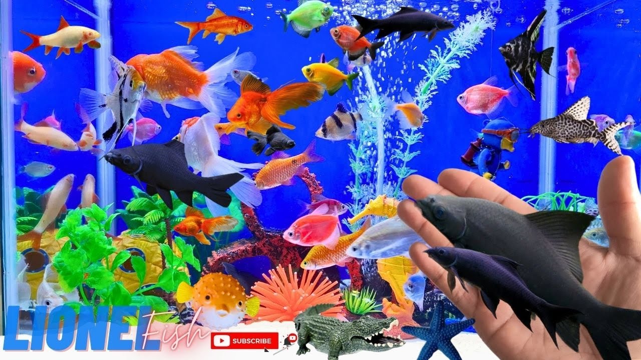 Collection of Cute Animals Videos, Black Shark Fish, Angel Fish, Molly ...